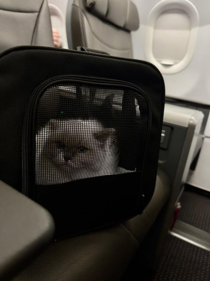 Pet Flight Nanny, and In-Cabin Pet Delivery Services | Pet Jet Pals