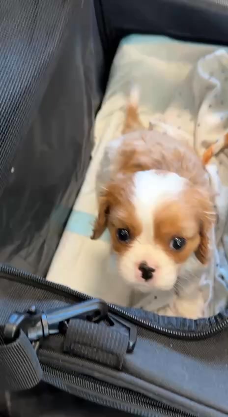 Pet Flight Nanny, and In-Cabin Pet Delivery Services | Pet Jet Pals