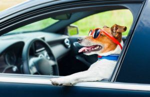 Pet Flight Nanny, and In-Cabin Pet Delivery Services | Pet Jet Pals