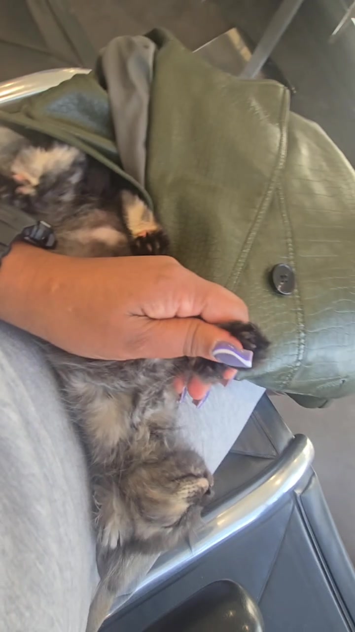Pet Flight Nanny, and In-Cabin Pet Delivery Services | Pet Jet Pals