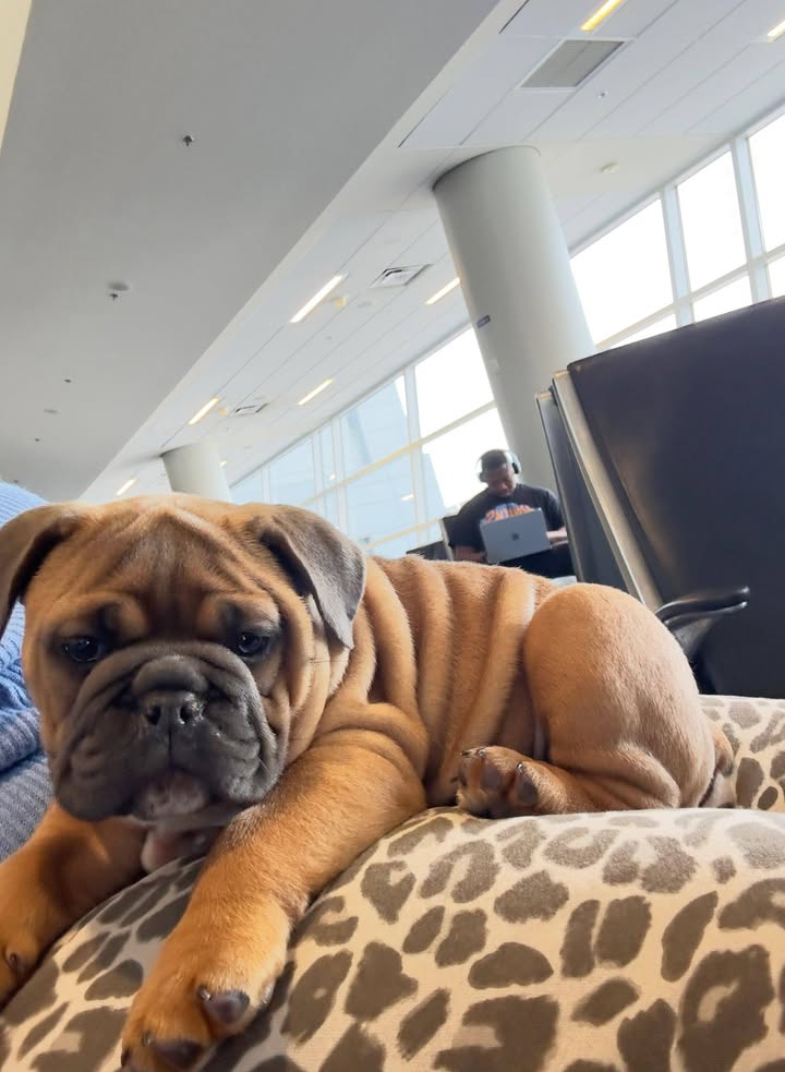 Pet Flight Nanny, and In-Cabin Pet Delivery Services | Pet Jet Pals